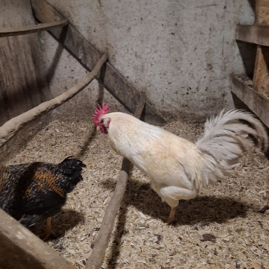 Молодые петухи