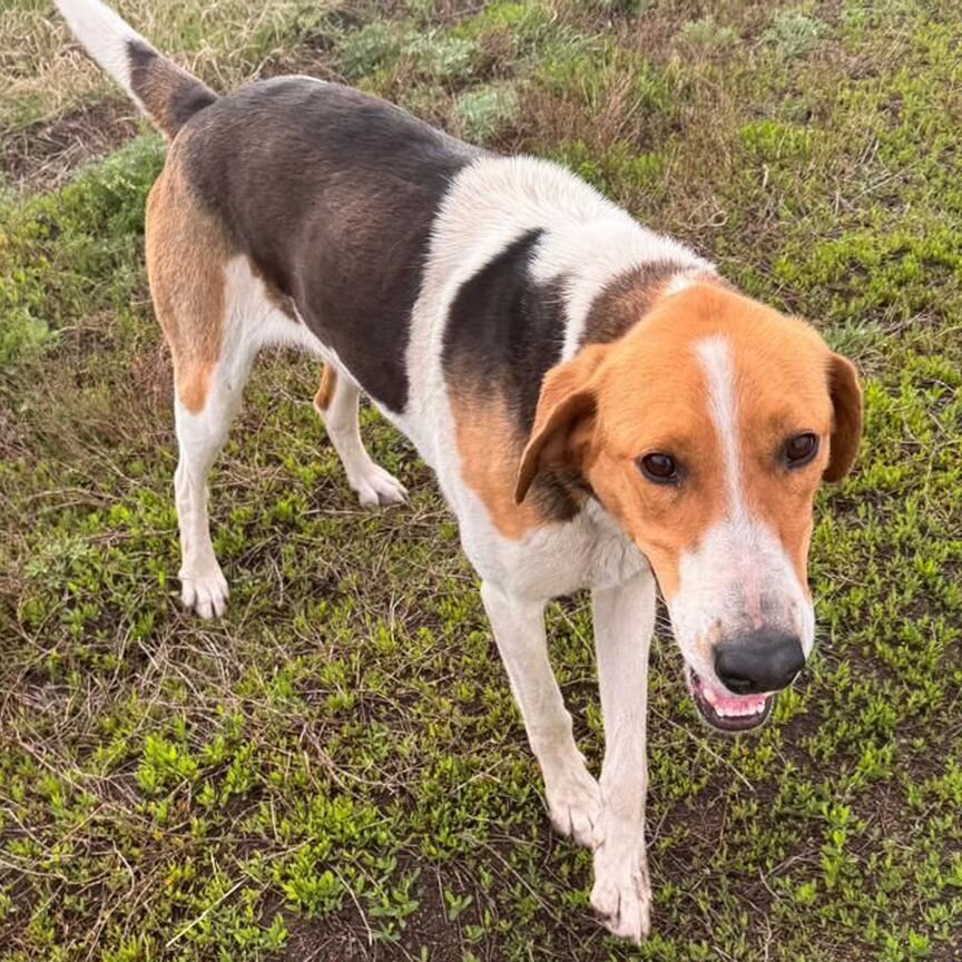 Отдам бесплатно. Порода англо русская пегая гончая