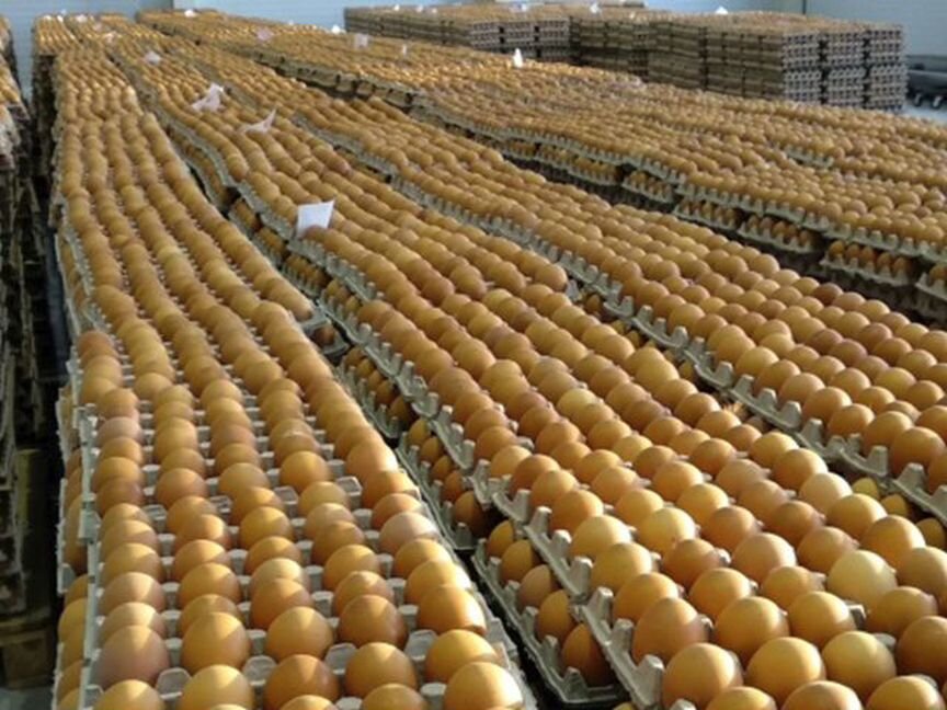 Инкубационное яйцо кур