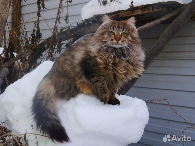 Котенок редкой породы норвежская лесная