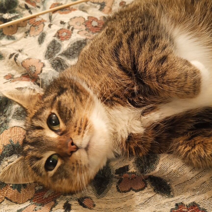Кошка