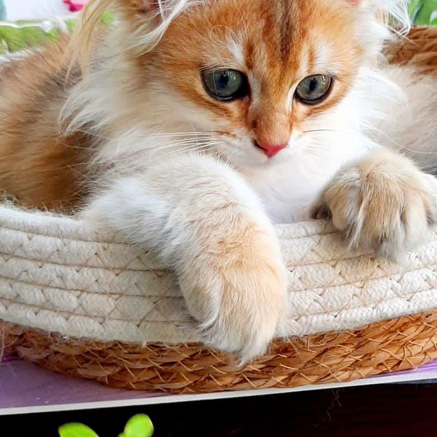 Золотой котик