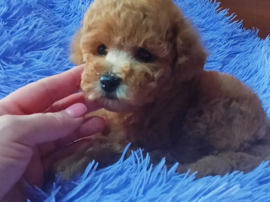 Мальчики и девочки абрикос 2мес миниатюра