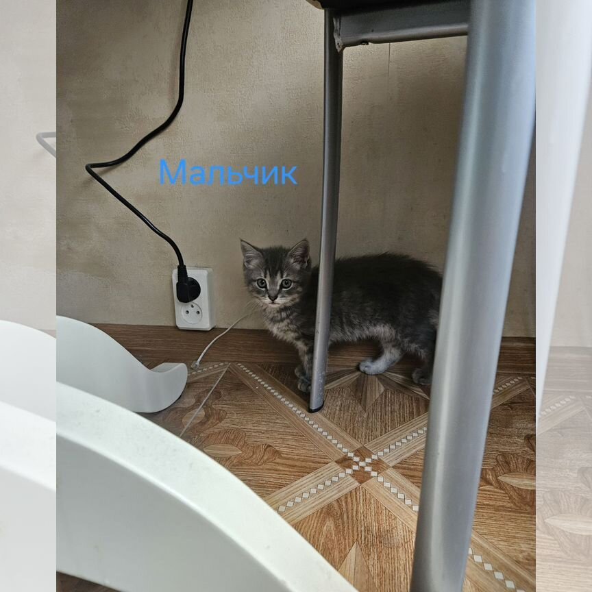 Котёнок в добрые руки