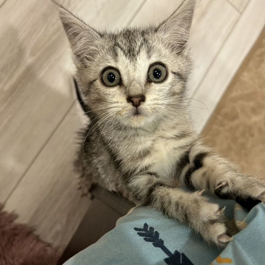 Шотландский прямоухий короткошёрстный котёнок