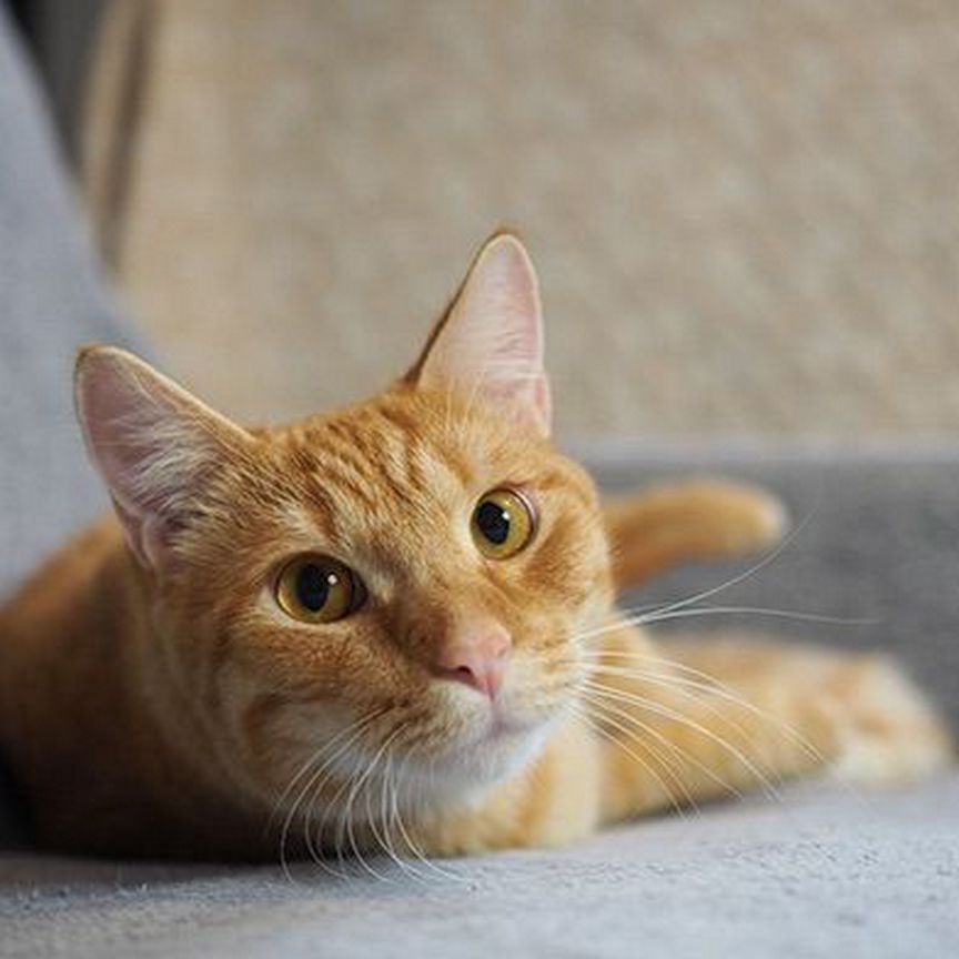 Котик Бруно