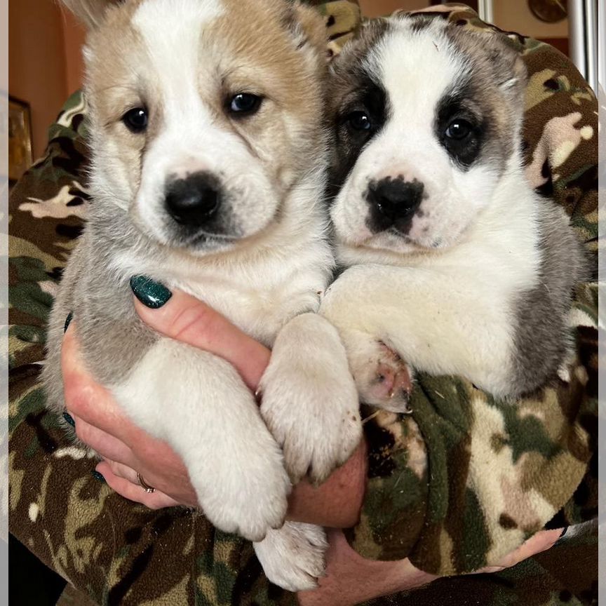 Щенки алабая