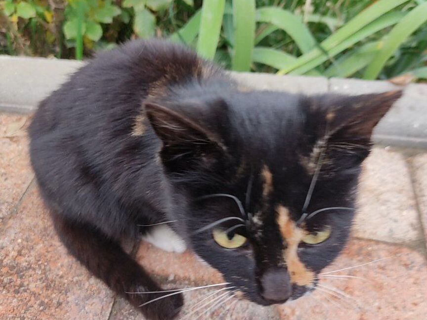 Кошка в добрые руки бесплатно