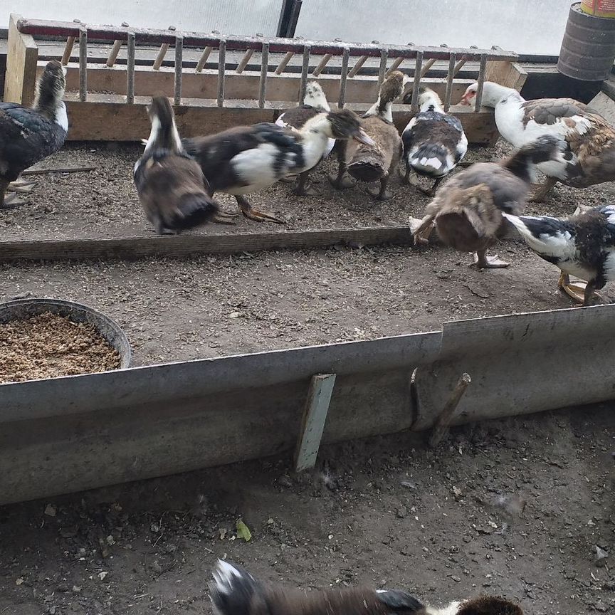 3 месячные утята шипуны