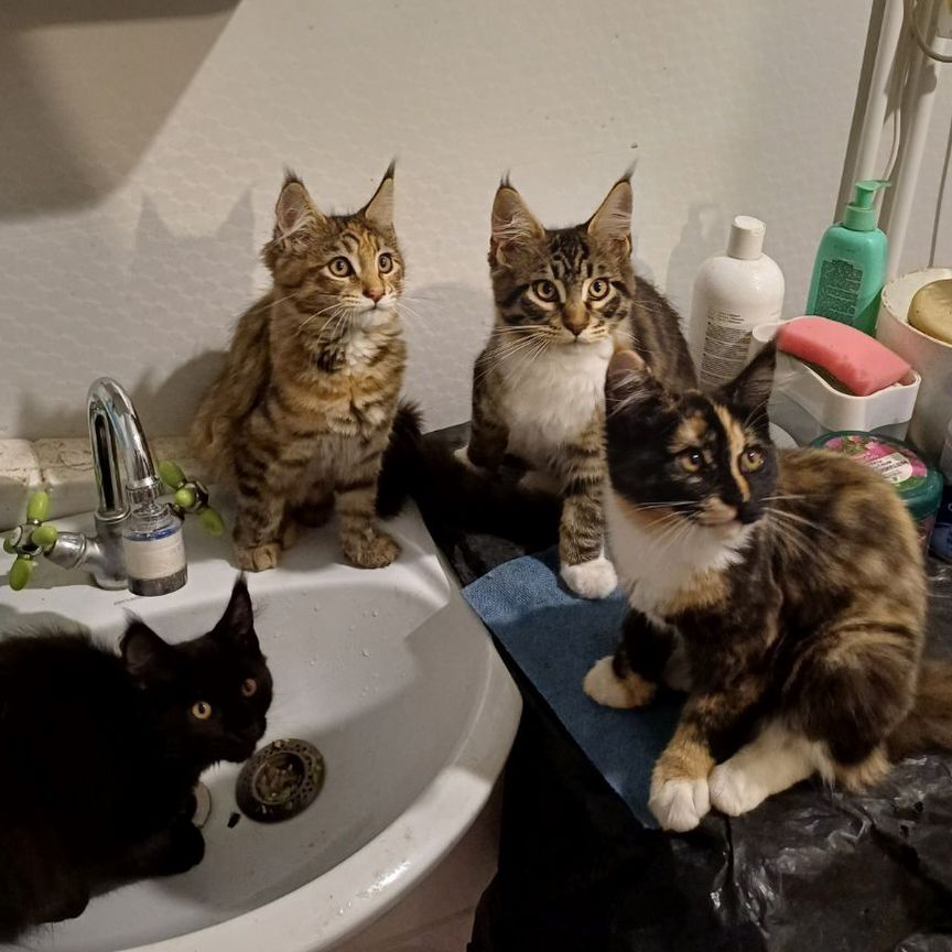 Мейн-кун котёнок