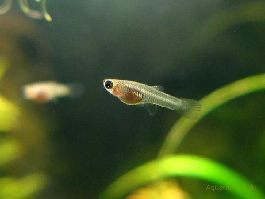 Аквариумные рыбки гуппи