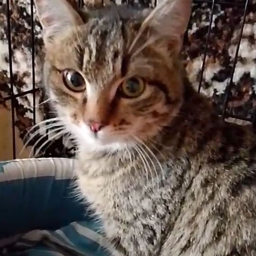 Котик
