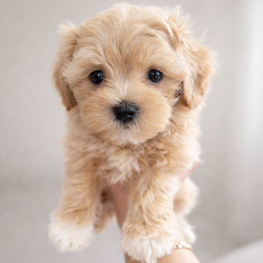 Мальтипу, щенок