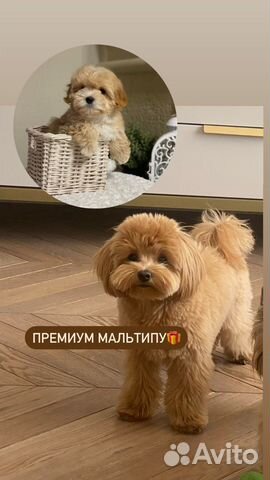 Щенки Мальтипу Яркие Карамель мини ф1