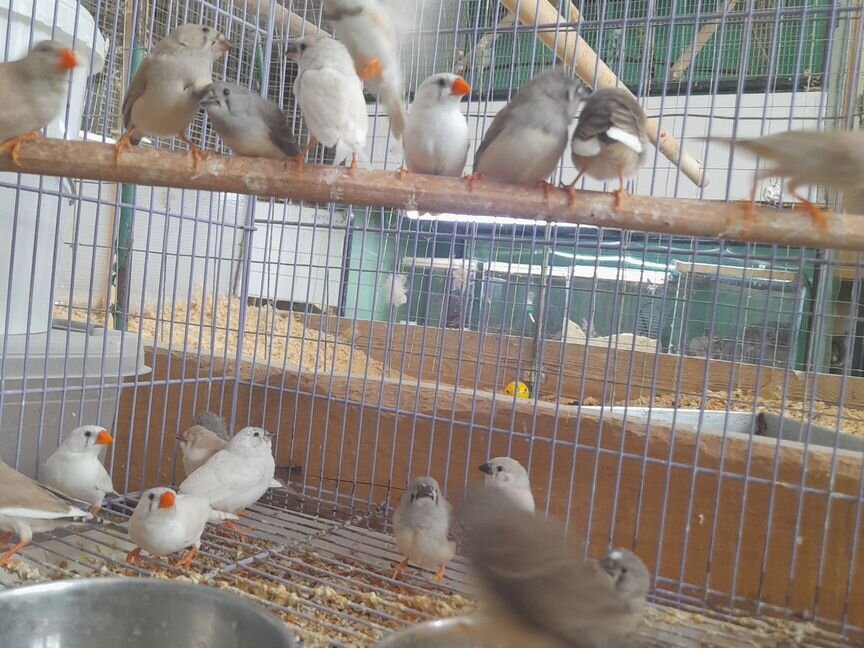 Зебровые амадины молодеж