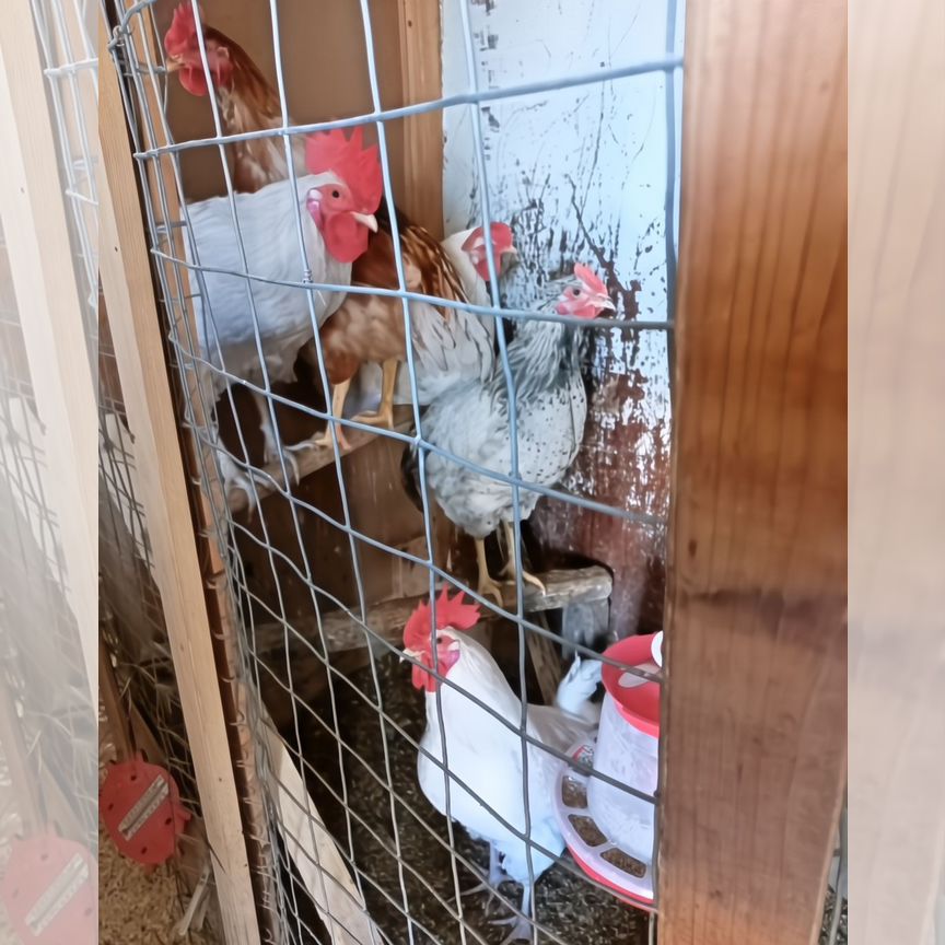 Молодые петухи