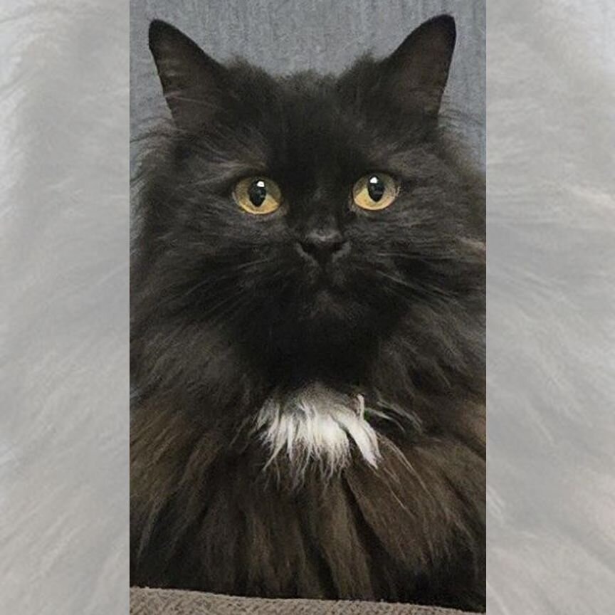 Взрослая, кошка в добрые руки