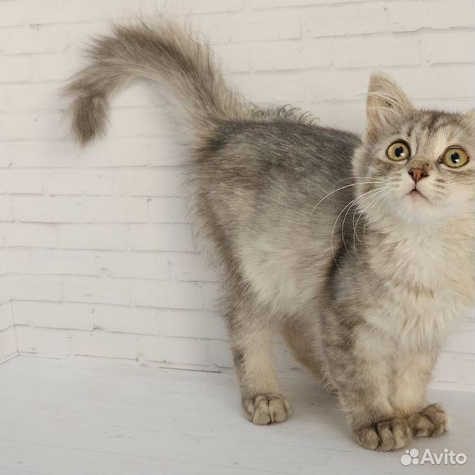 Котенок Муся в хорошие руки бесплатно
