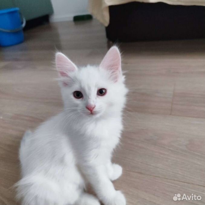 Белая кошка 2,5 мес