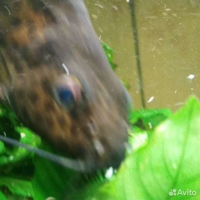 Сомик породы синодонтиса