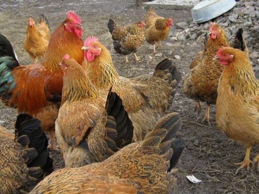 Ия Кучинская, Борковская, Австралорп, цыплята сут