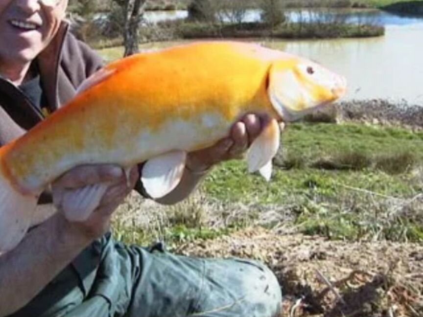 Рыбки линь для пруда