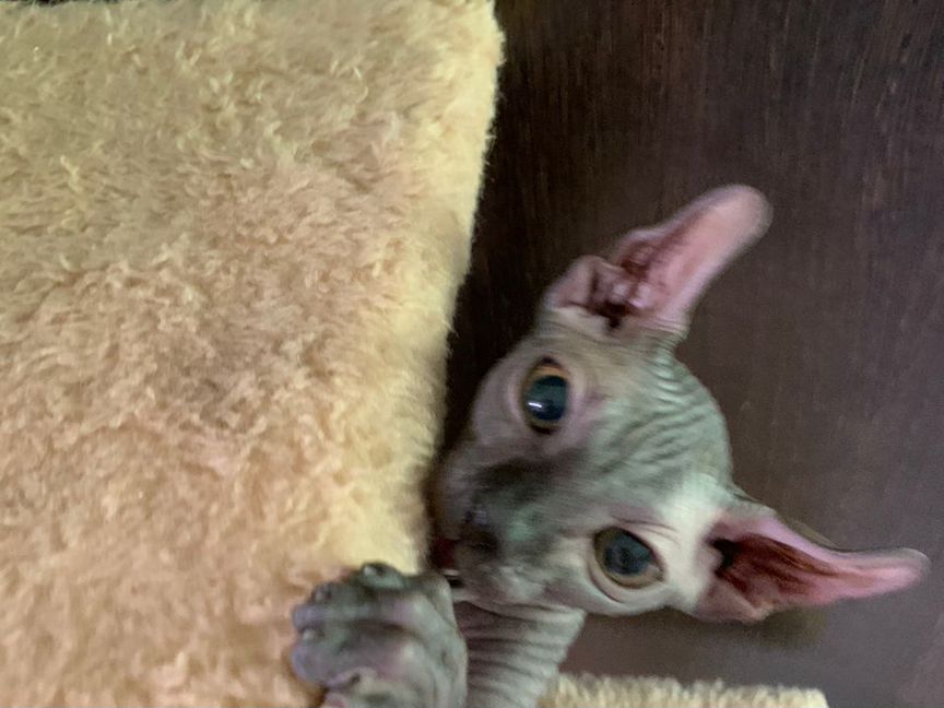 Эльф котенок