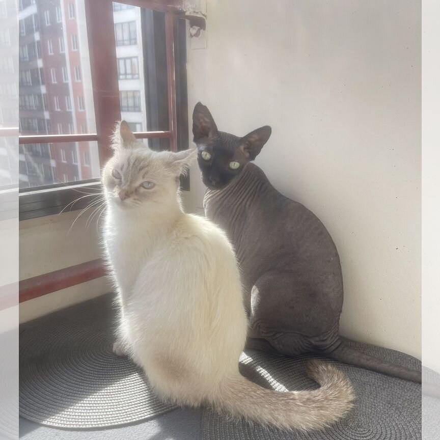 Отдам в добрые руки кошку