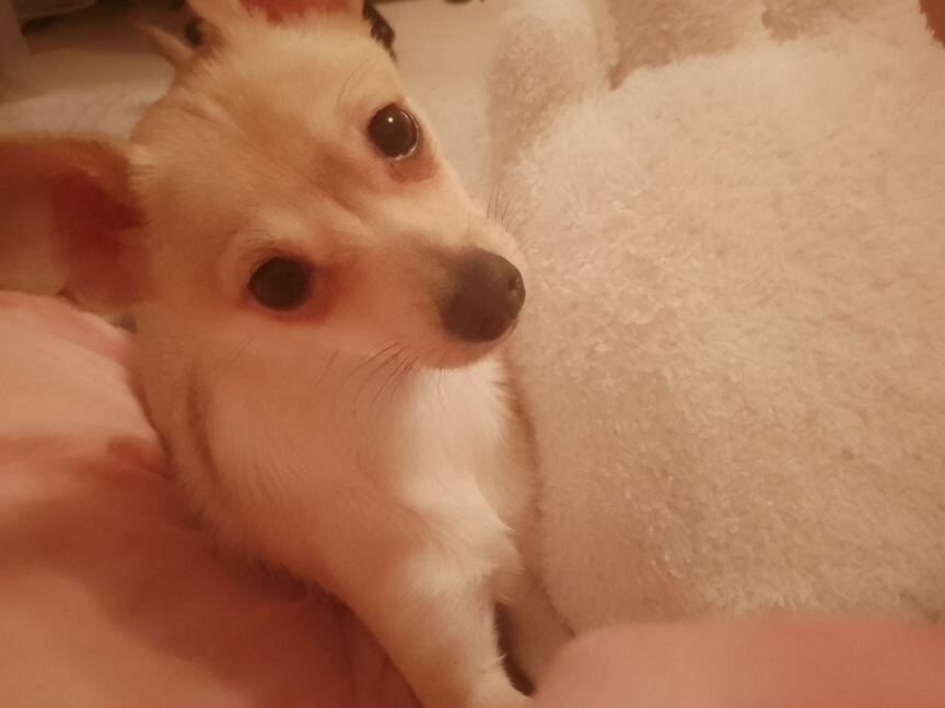 Маленькая собака той-терьер