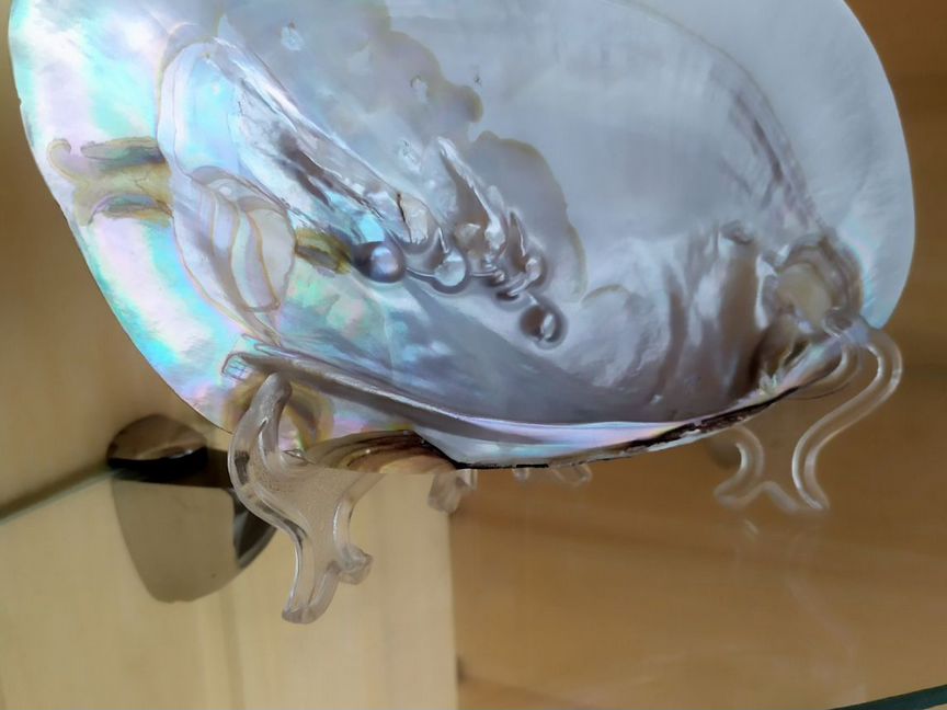 Перламутровая ракушка