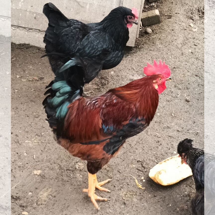 Молодые петухи