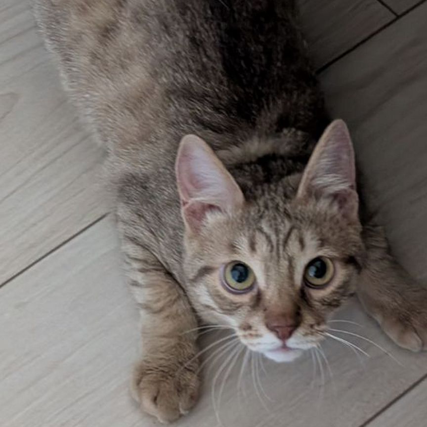 Котёнок в добрые руки