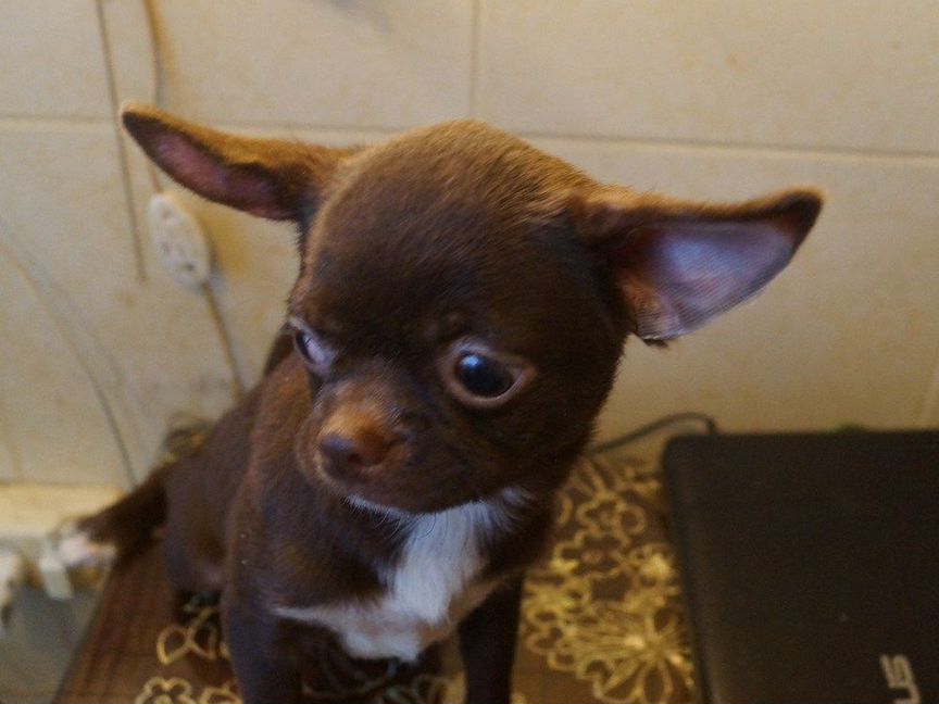 Подрощенный мальчик