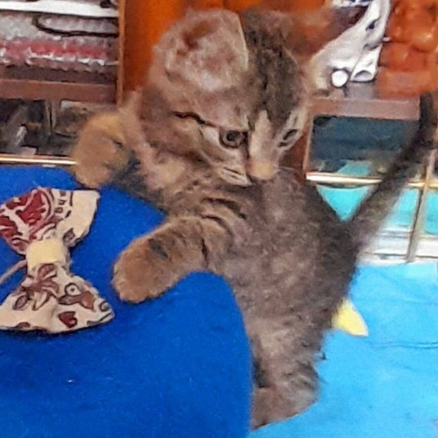 Европейский короткошёрстный котёнок