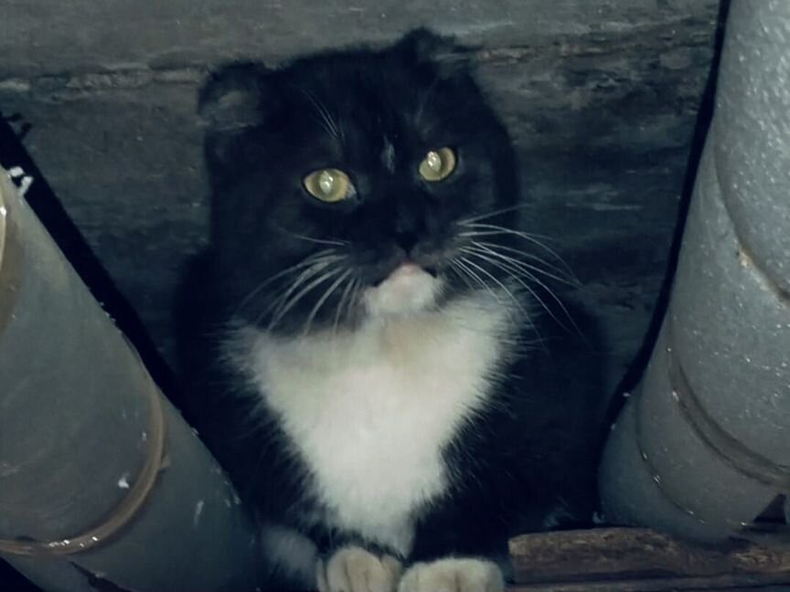 Кошки в добрые руки бесплатно