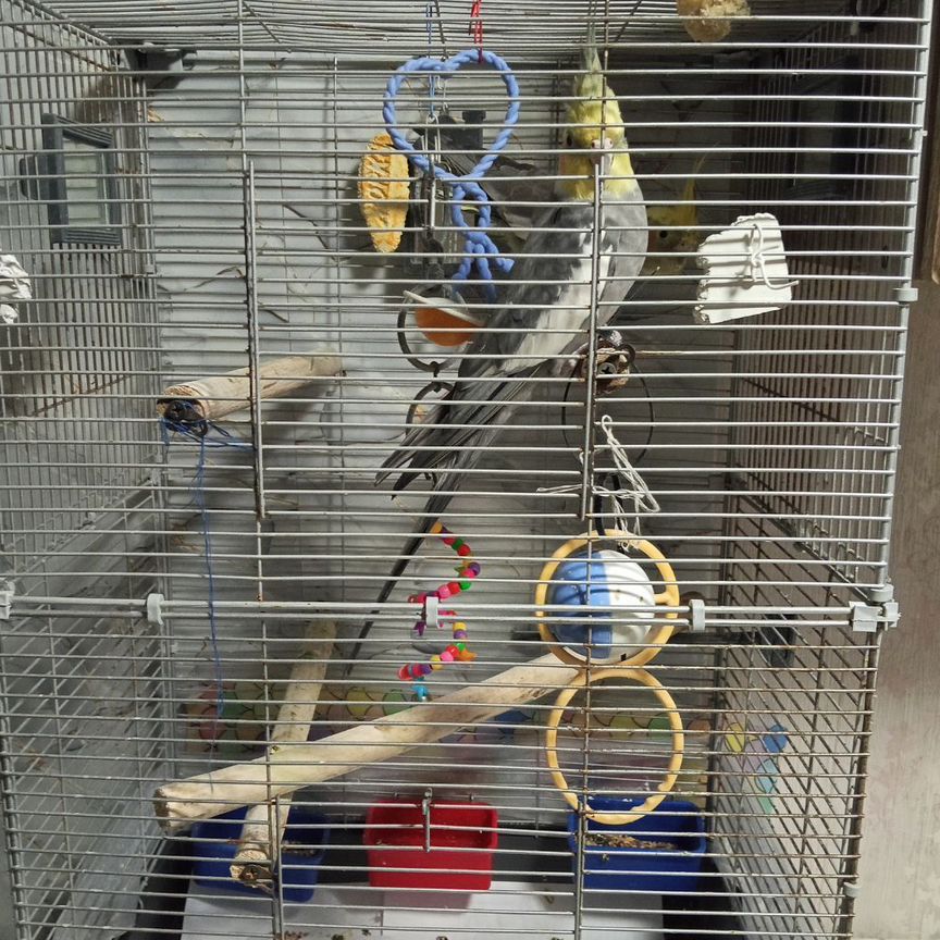 Попугай корелла с клеткой