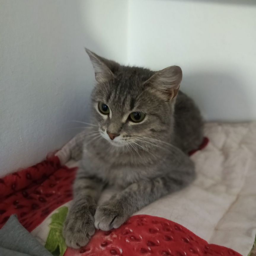 Кошка