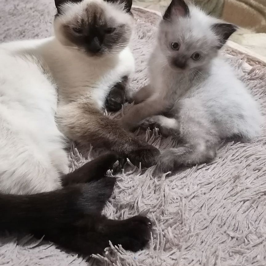 Сиамский Котенок мальчик