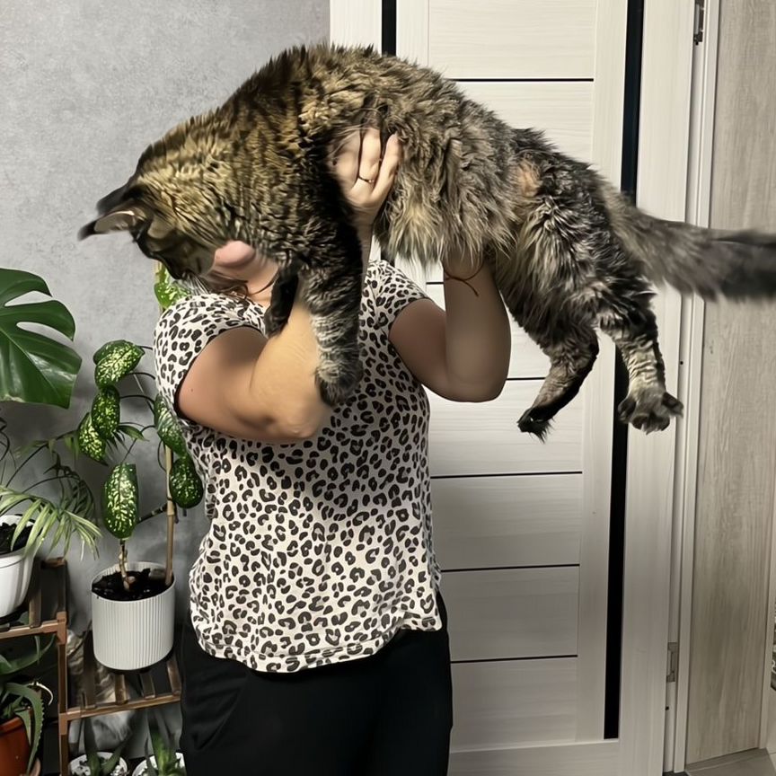 Мейн-кун, взрослая кошка