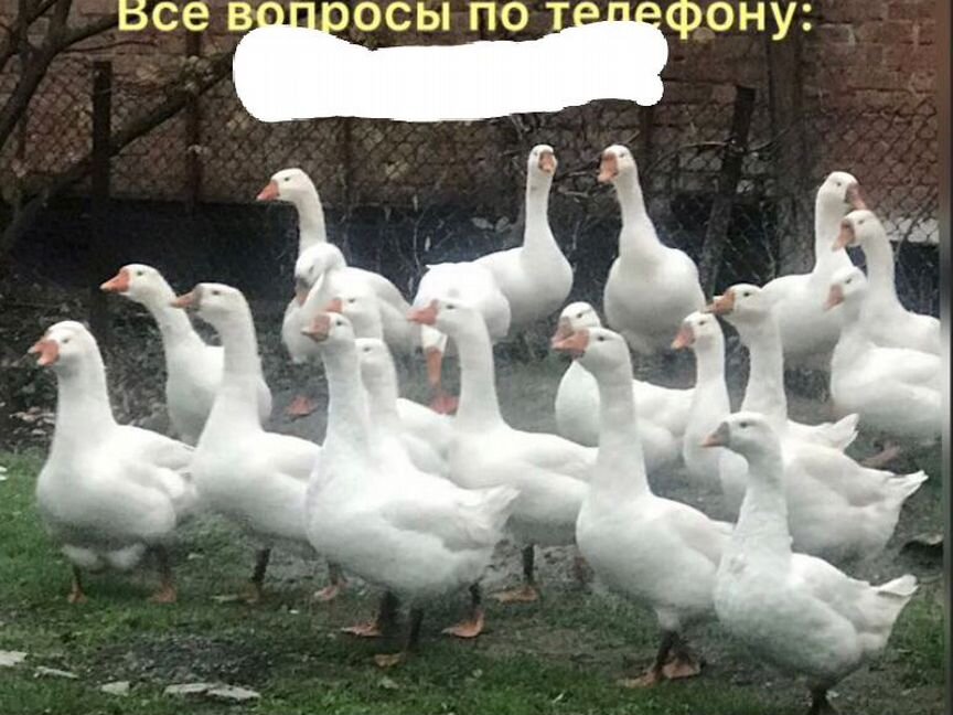 Продам гусей, индоутей