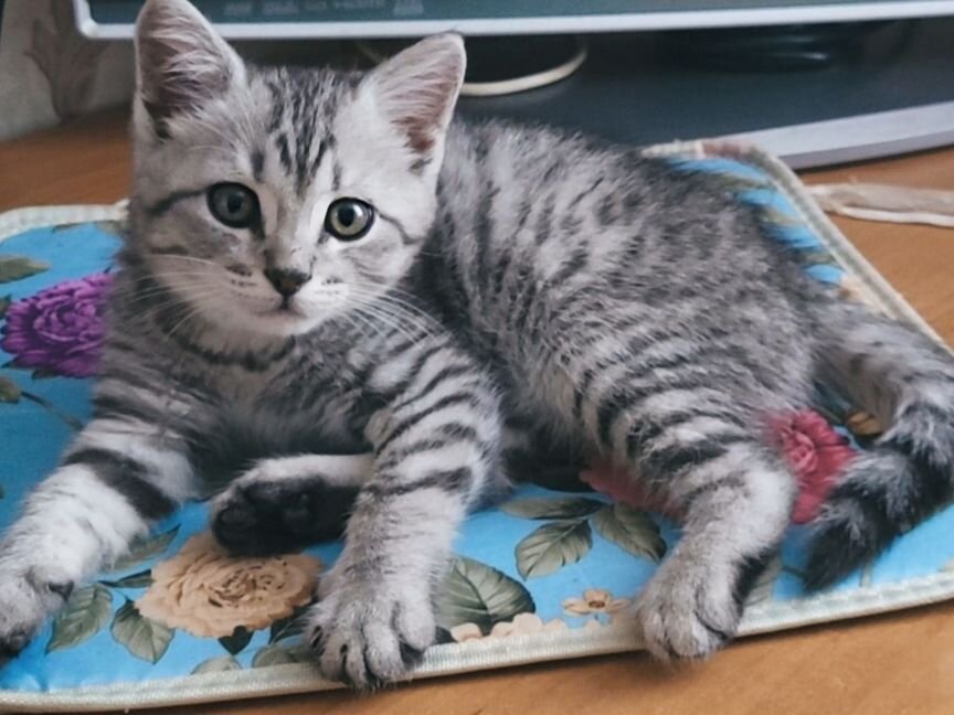 Котёнок мальчик из приюта