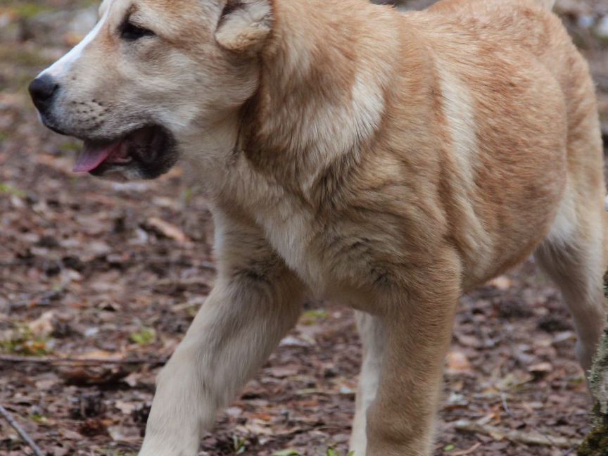 Среднеазиатская овчарка