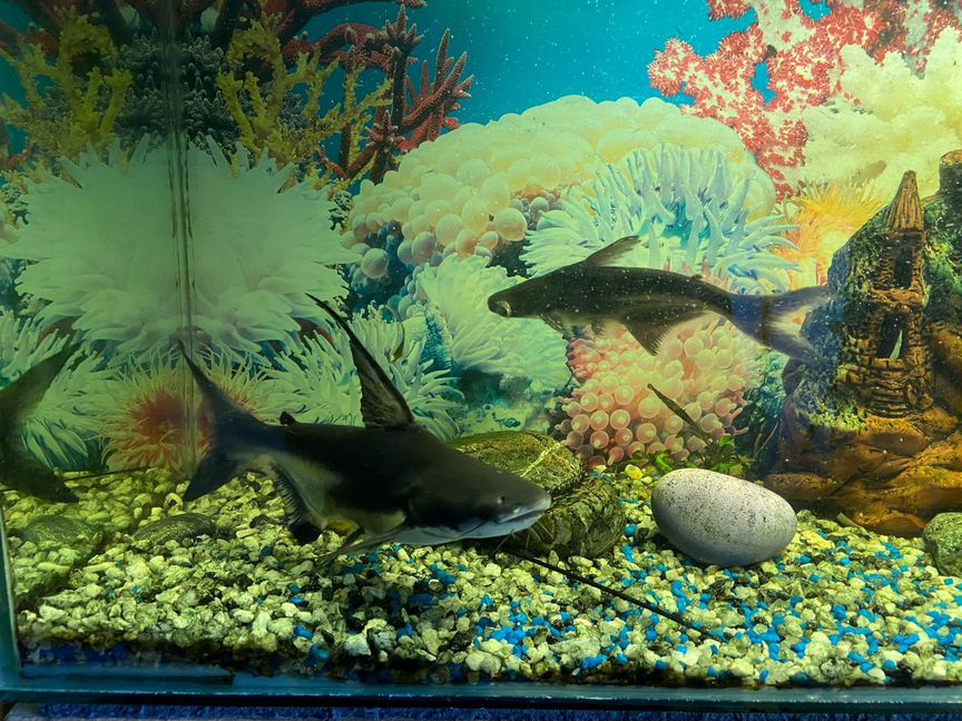 Акулий сом, 30 см