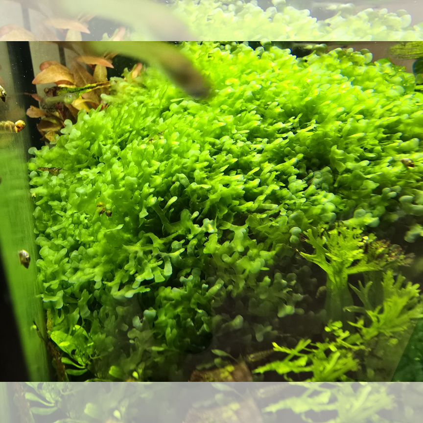 Растения для аквариума Валиснерия, ломариопсис