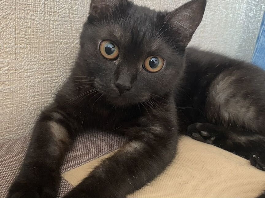 Кошечка Яся в добрые руки