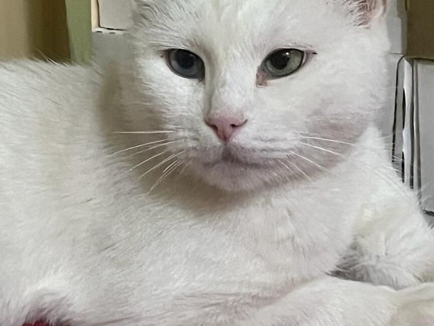 Кошка ищет дом