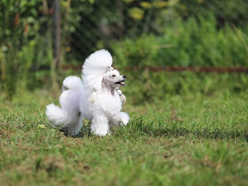 Кроха той пудель 23см 1,9кг вязка