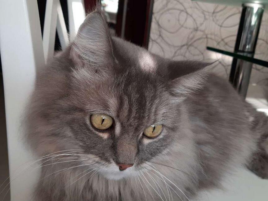 Сибирскай кот
