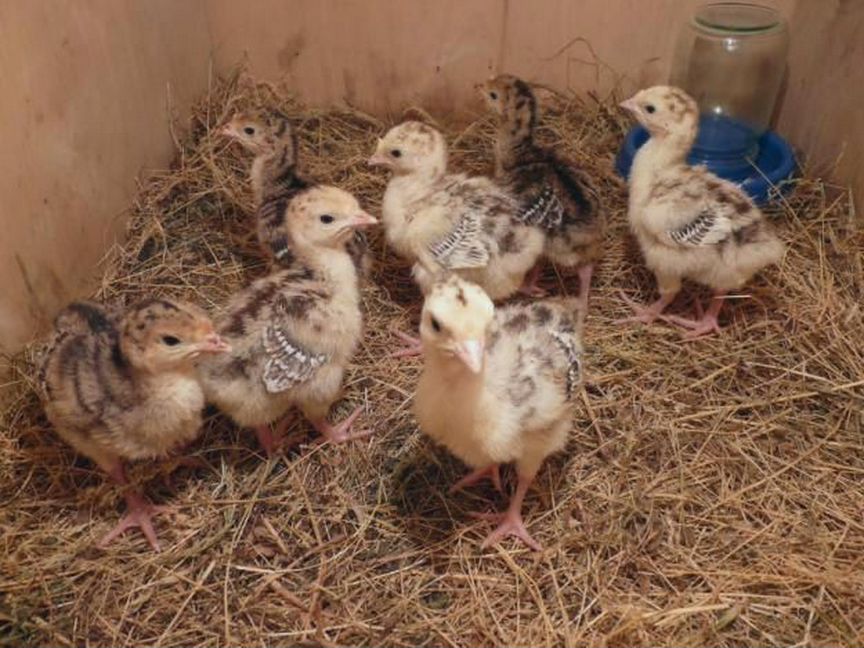 Индюшата подрощенные