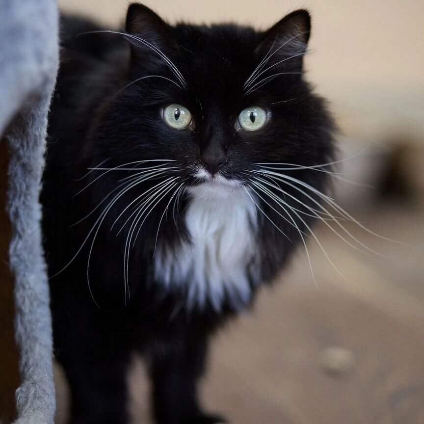 Кошка Дуня ищет дом